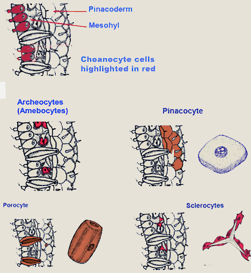 Two Types Of Cells That Make Up Sponges | Saubhaya Makeup